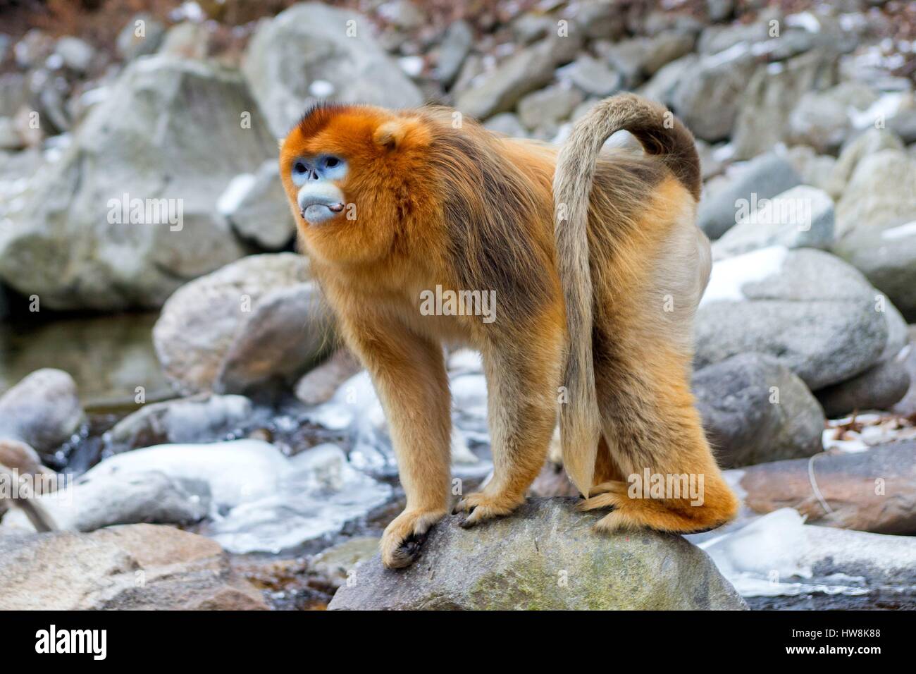 Golden snub nosed monkey snow hi-res stock photography and images - Alamy