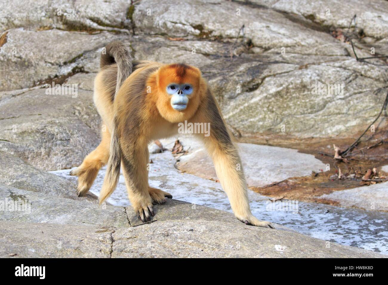 China, Shaanxi province, Qinling Mountains, Golden Snub-nosed Monkey ...