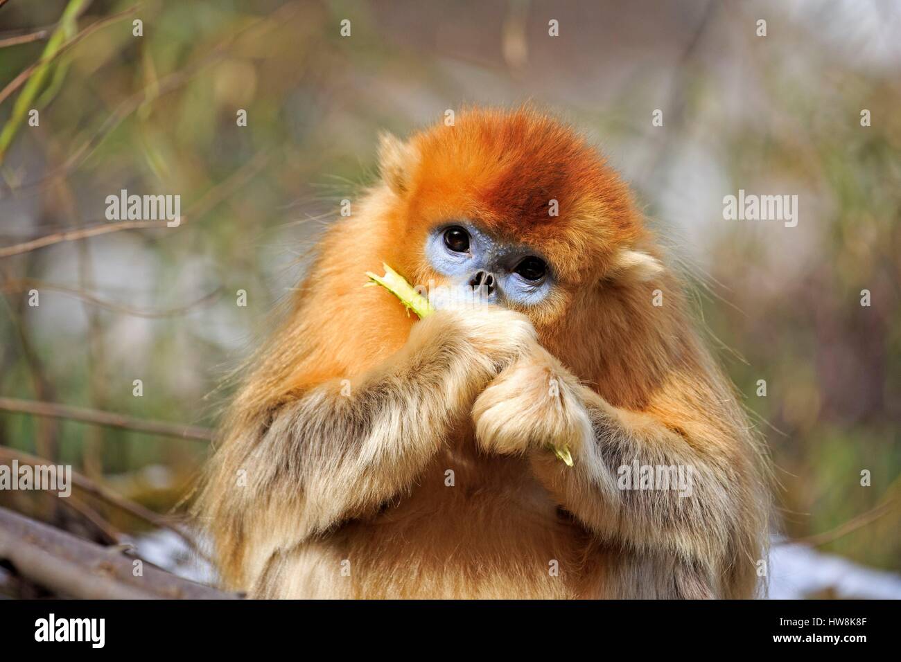 Golden Snub Nosed Monkey Eating