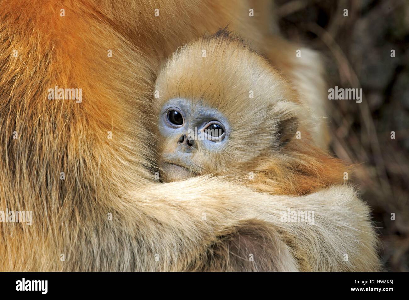 Golden snub nosed monkey baby hi-res stock photography and images - Alamy