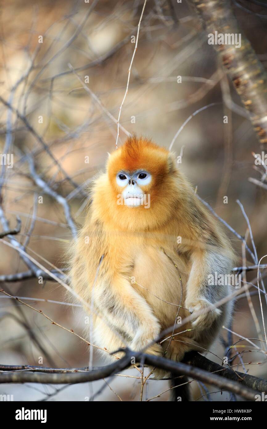 China, Shaanxi province, Qinling Mountains, Golden Snub-nosed Monkey ...