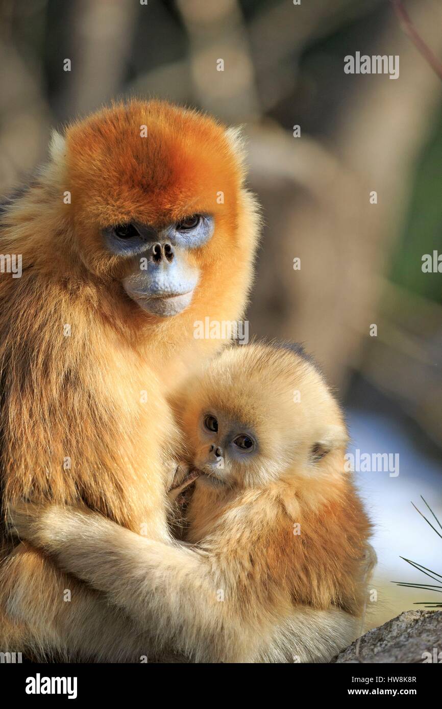 Golden snub nosed monkey baby hi-res stock photography and images - Alamy