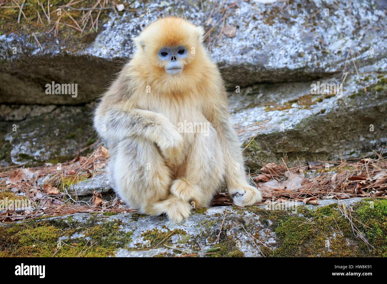 China, Shaanxi province, Qinling Mountains, Golden Snub-nosed Monkey ...