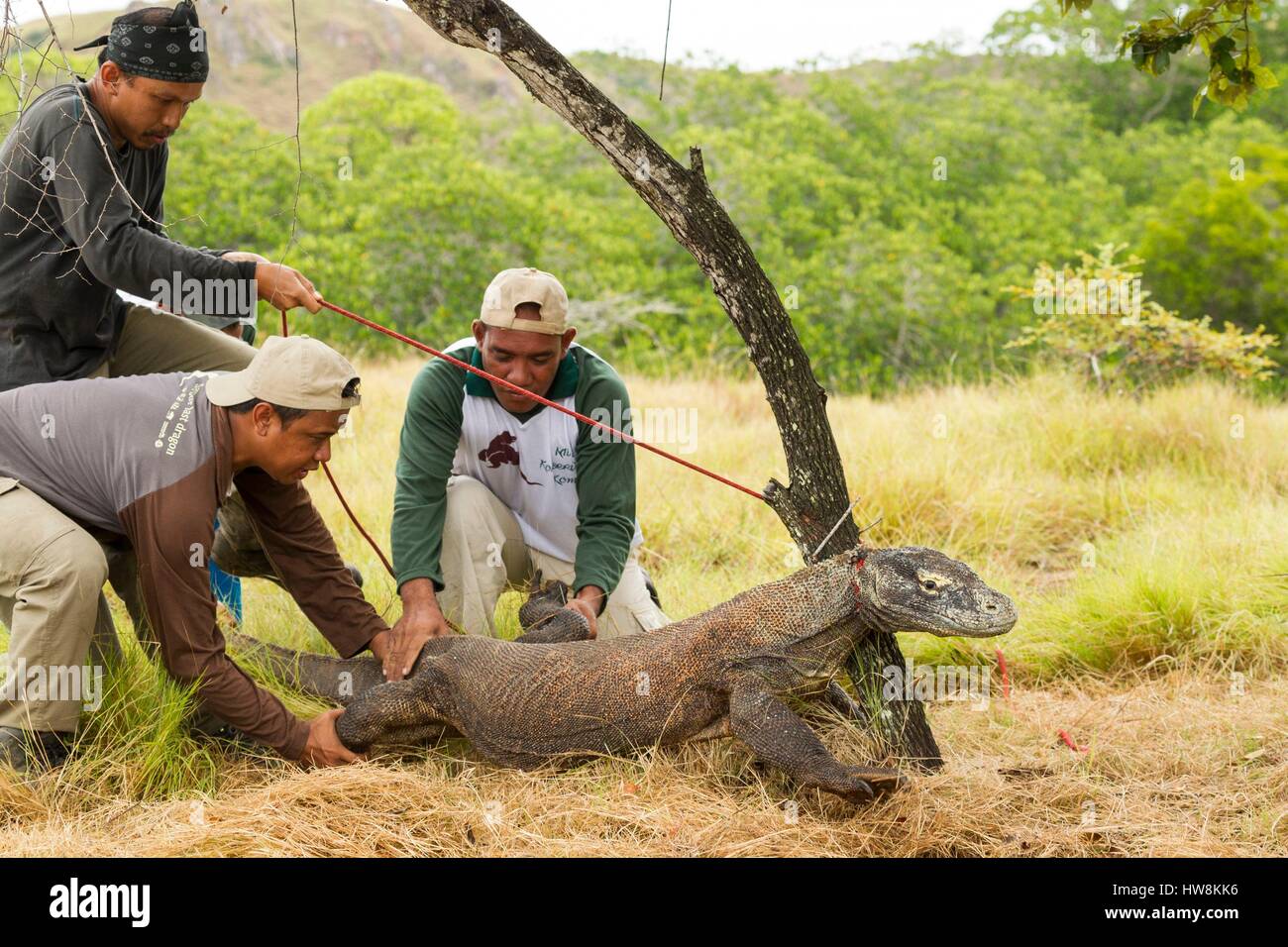 Indonesia, East Nusa Tenggara, Rinca Island, Komodo National Park ...