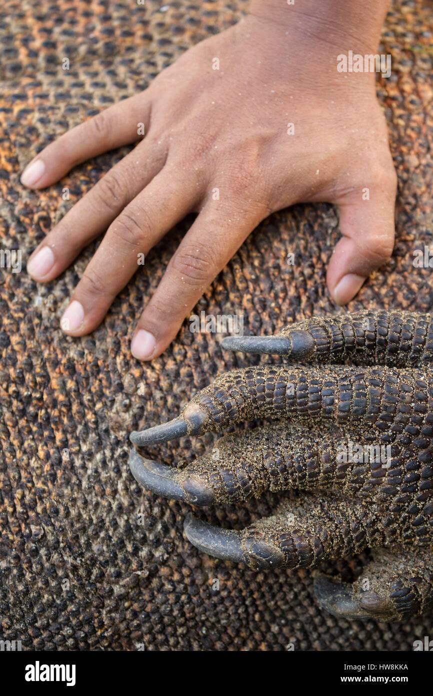 Komodo dragon claw High Resolution Stock Photography and Images - Alamy