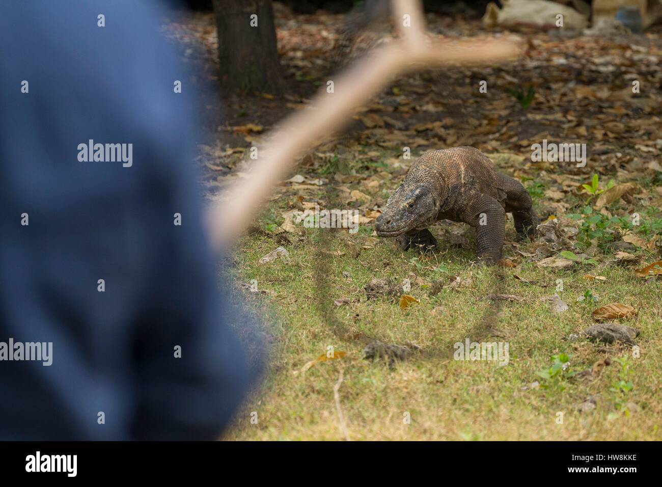Indonesia, East Nusa Tenggara, Komodo Island, Komodo National Park ...