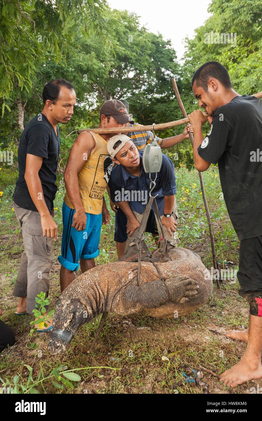 Indonesia, East Nusa Tenggara, Komodo Island, Komodo National Park ...