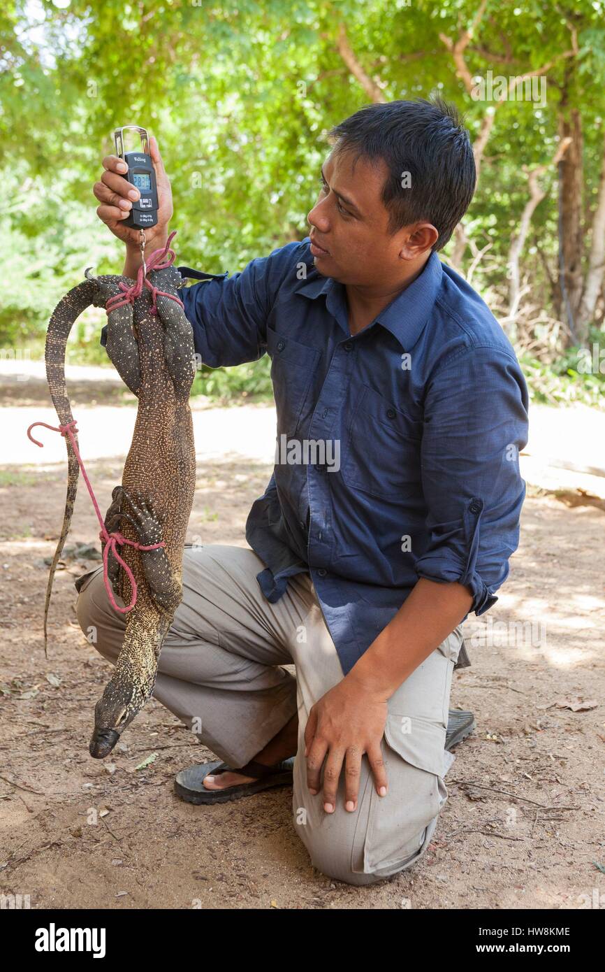 Indonesia, East Nusa Tenggara, Komodo Island, Komodo National Park ...
