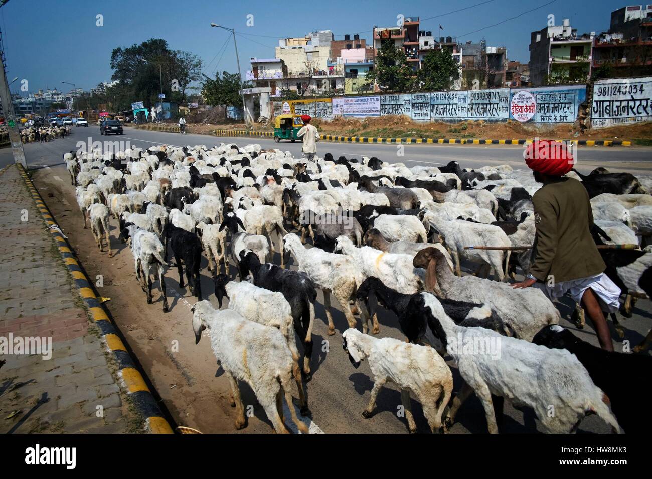 Delhi goats hi-res stock photography and images - Alamy