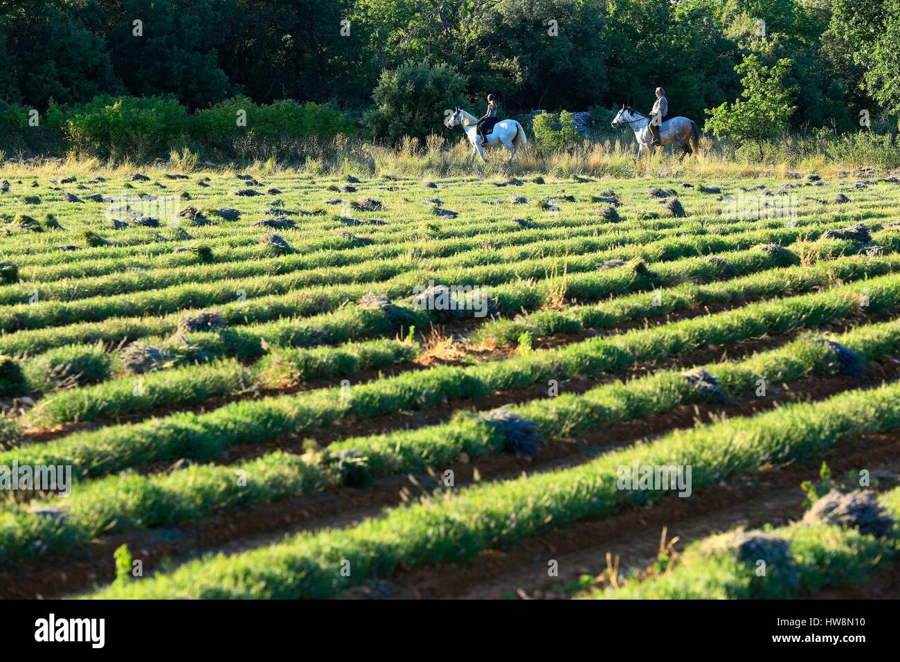 France, Vaucluse, regional park of Luberon, Plateau Claparedes, horses ...