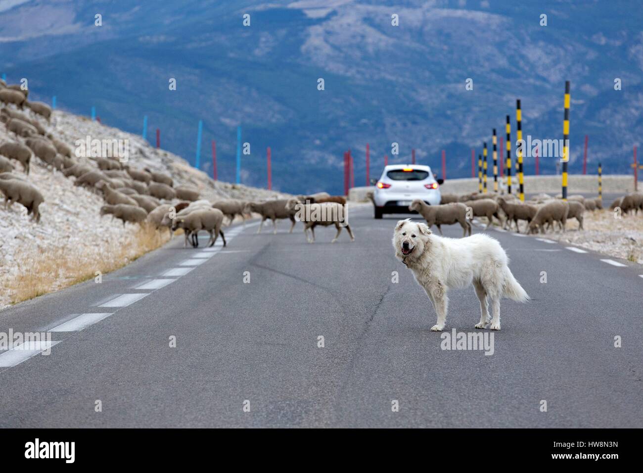 France, Vaucluse, Mont Ventoux, Col storms, D974, south side Stock ...