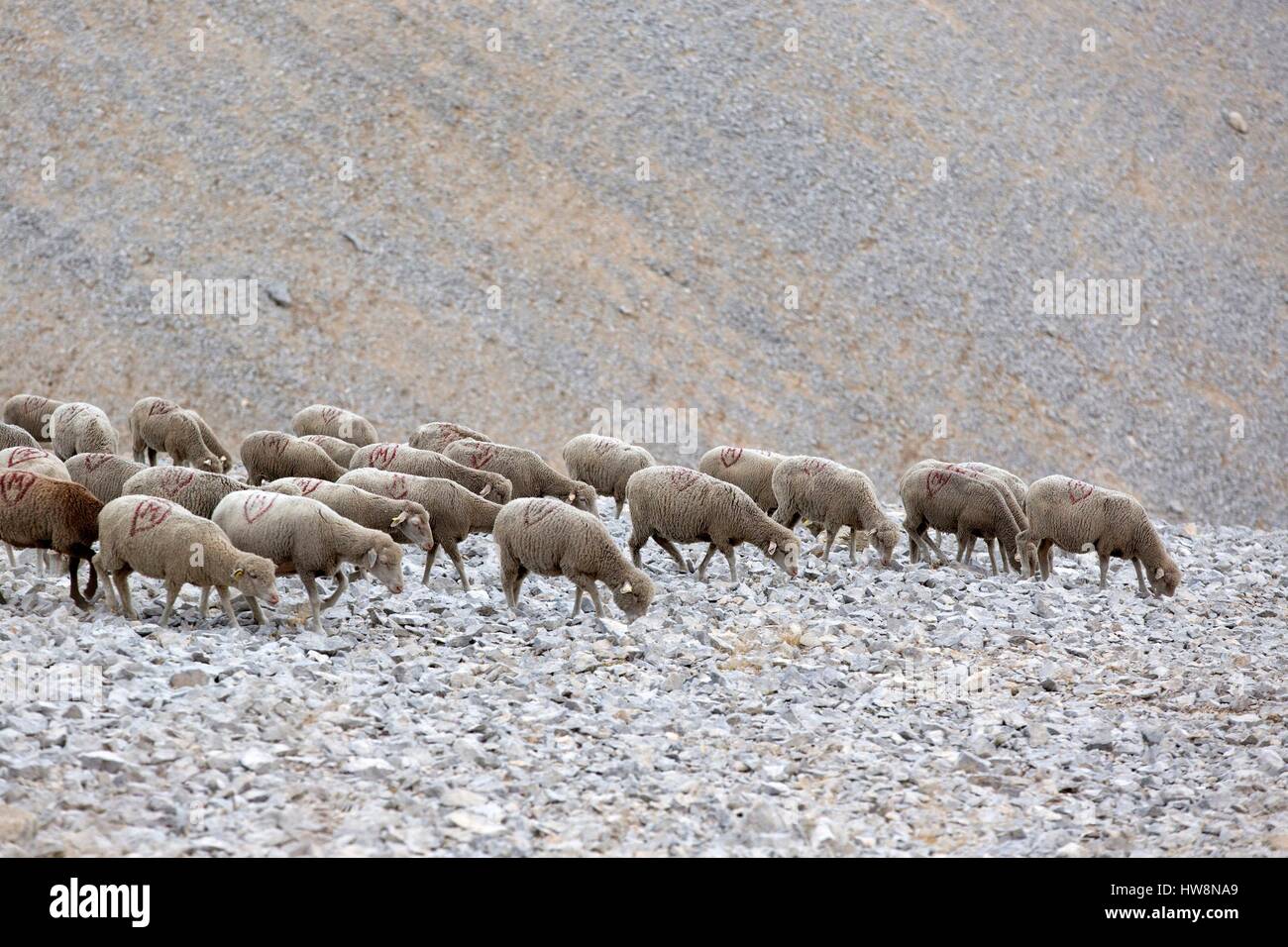 France, Vaucluse, Mont Ventoux, Col storms, south side Stock Photo - Alamy