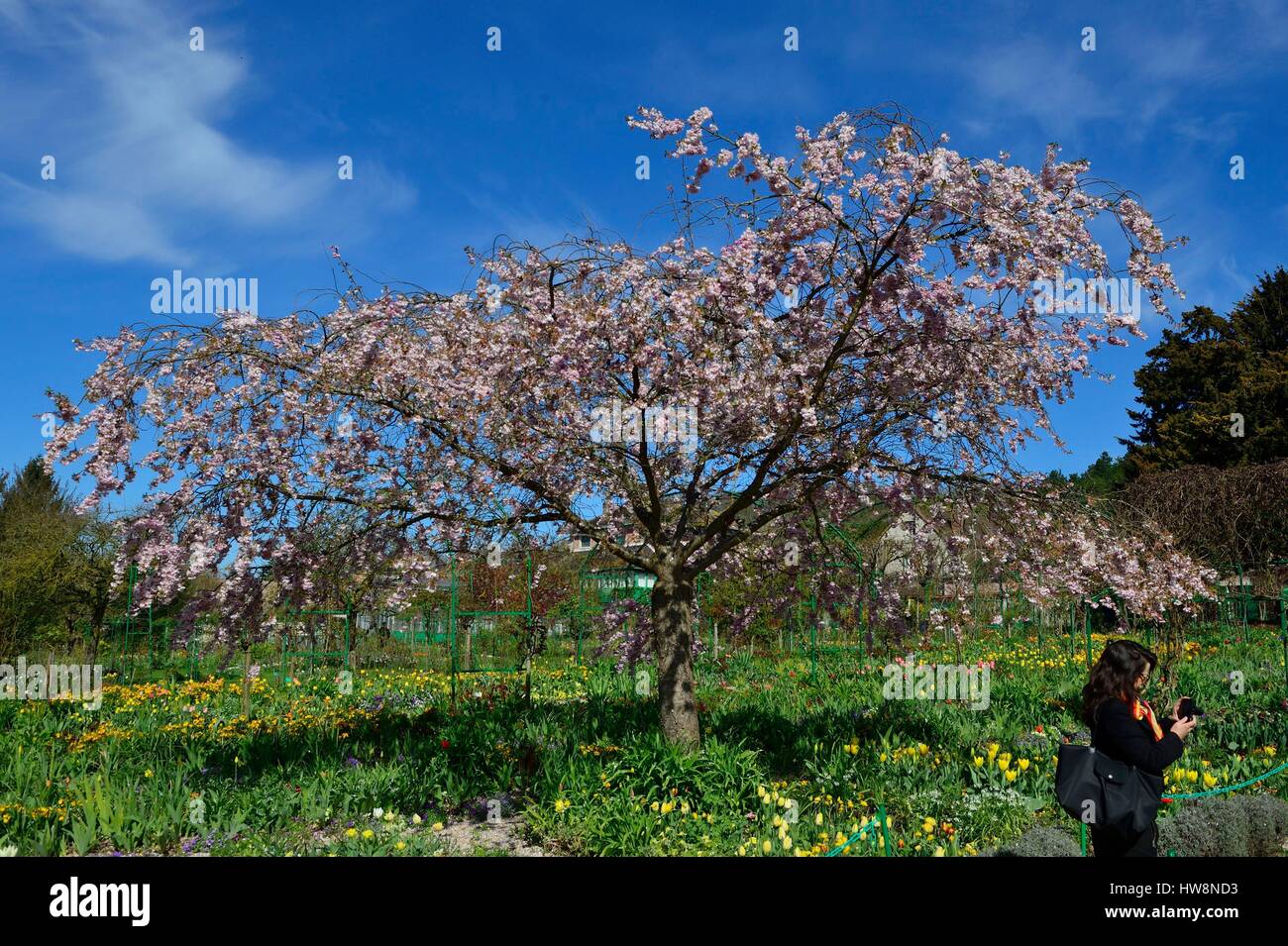 Giverny monet garden cherry hi-res stock photography and images - Alamy