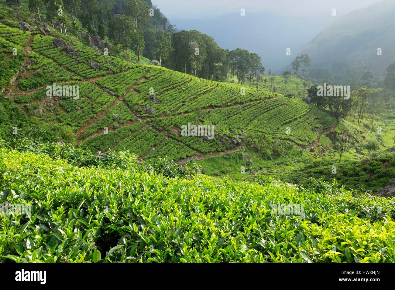 Sri Lanka, Uva Province, Badulla district, Haputale, Dambatenne tea ...