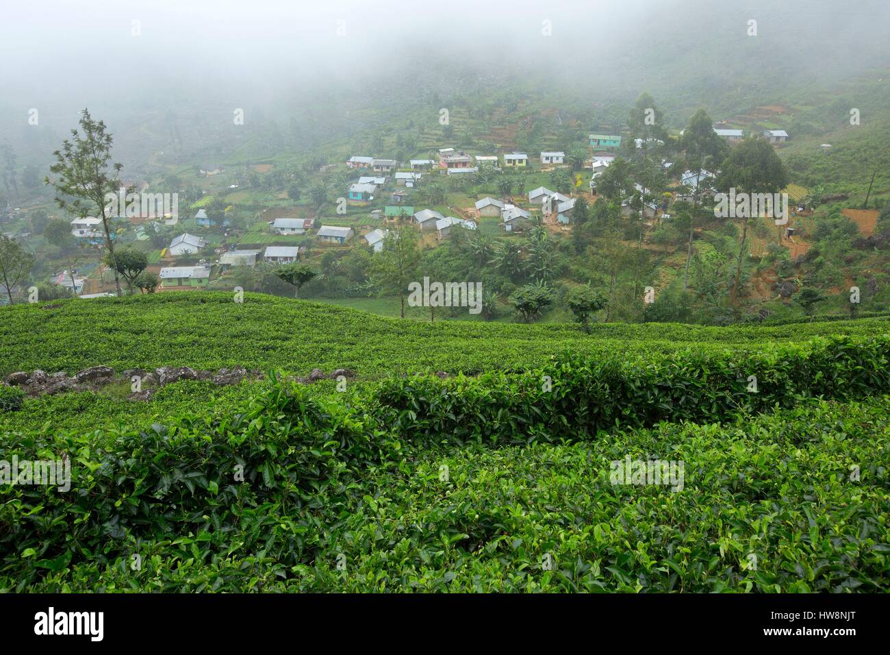 Sri Lanka, Uva Province, Badulla district, Haputale, Dambatenne tea ...