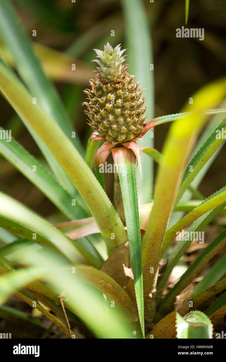 Sri Lanka, Central Province, Matale district, Matale, spice garden ...