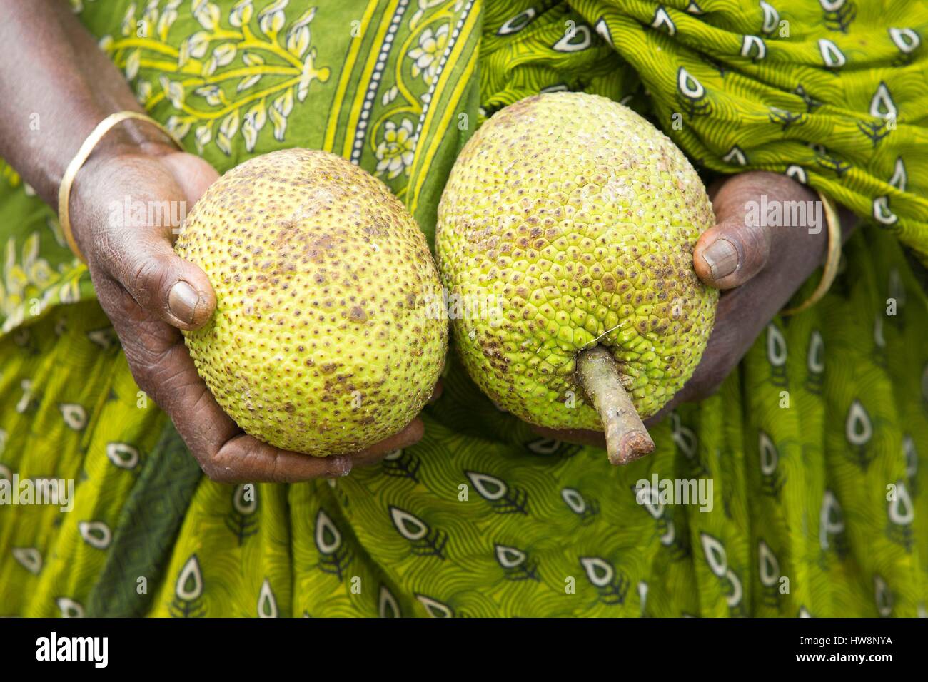 Sri Lanka, Uva Province, Badulla district, Haputale, tea plantation ...