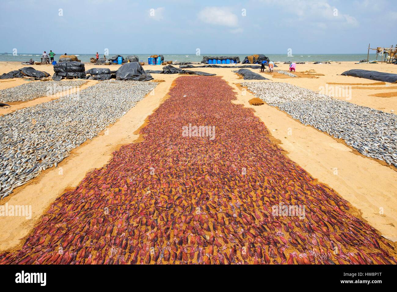 Sri Lanka, Western Province, Colombo district, Negombo, fish market ...