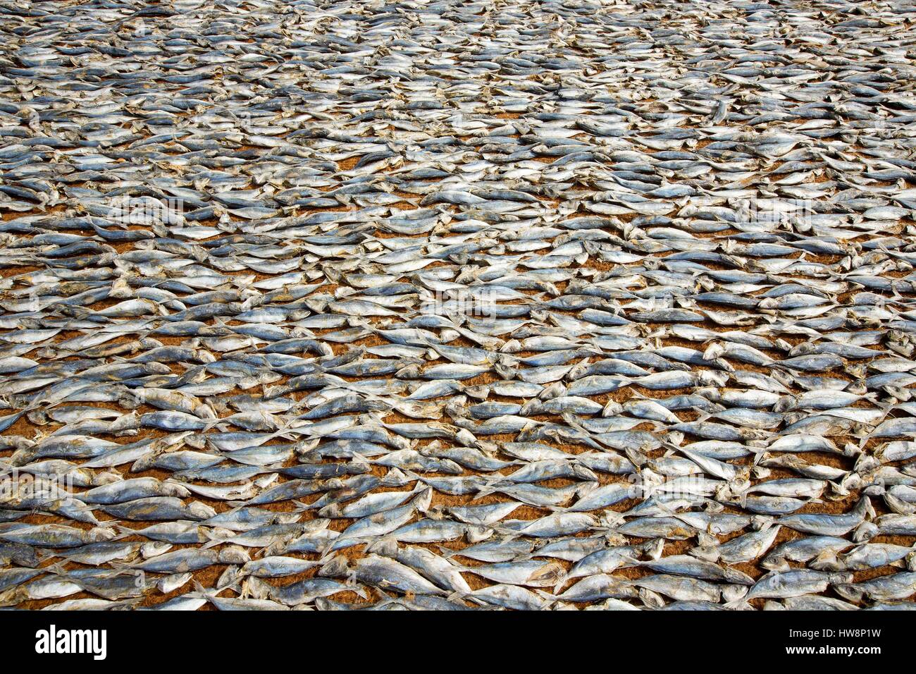 Sri Lanka, Western Province, Colombo district, Negombo, fish market ...