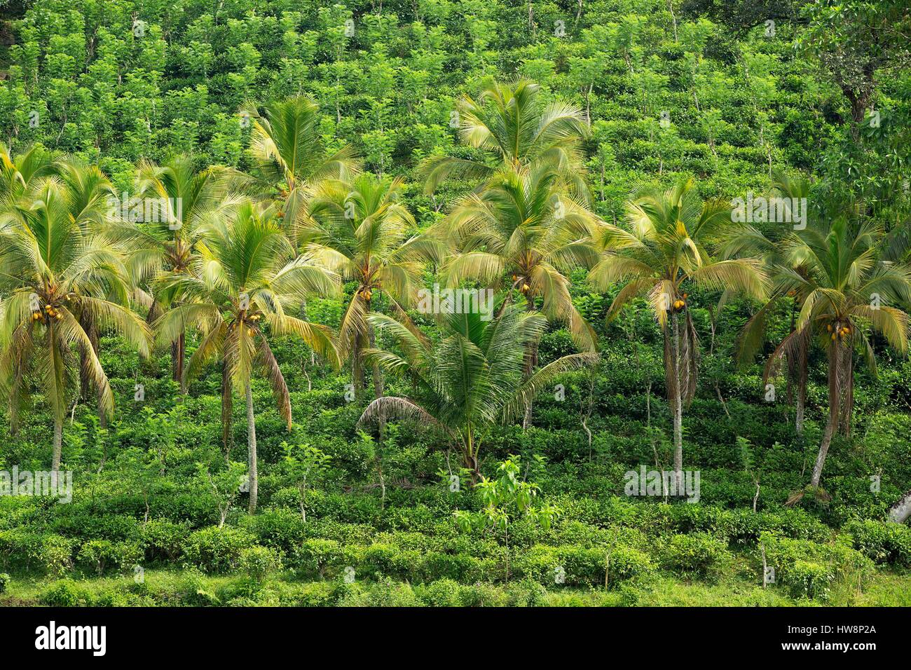 Sri Lanka, Southern Province, Matara district, Morawaka palm plantation ...