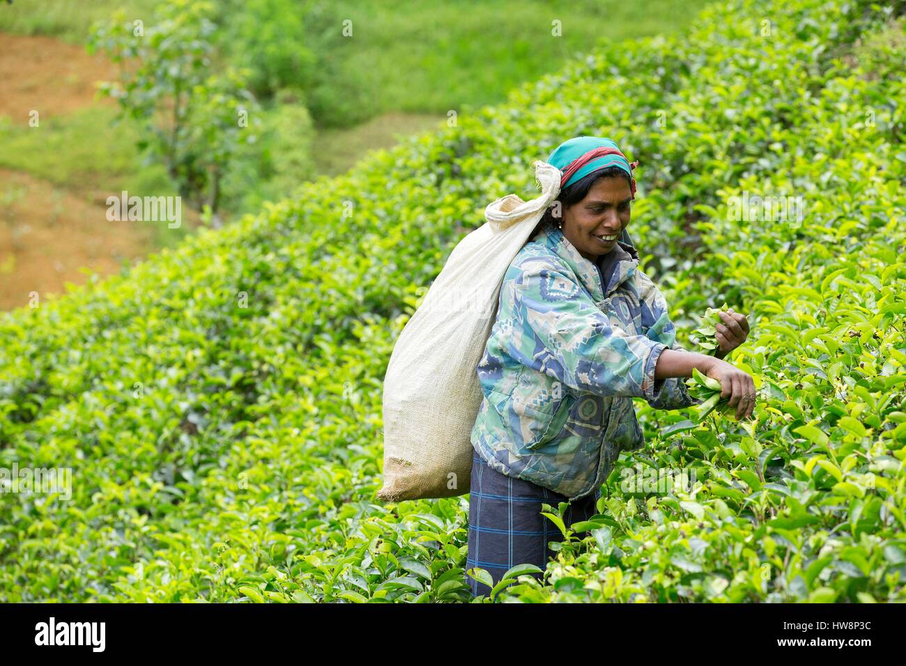 Sri Lanka, Central Province, Nuwara Eliya district, Nuwara Eliya, tea ...