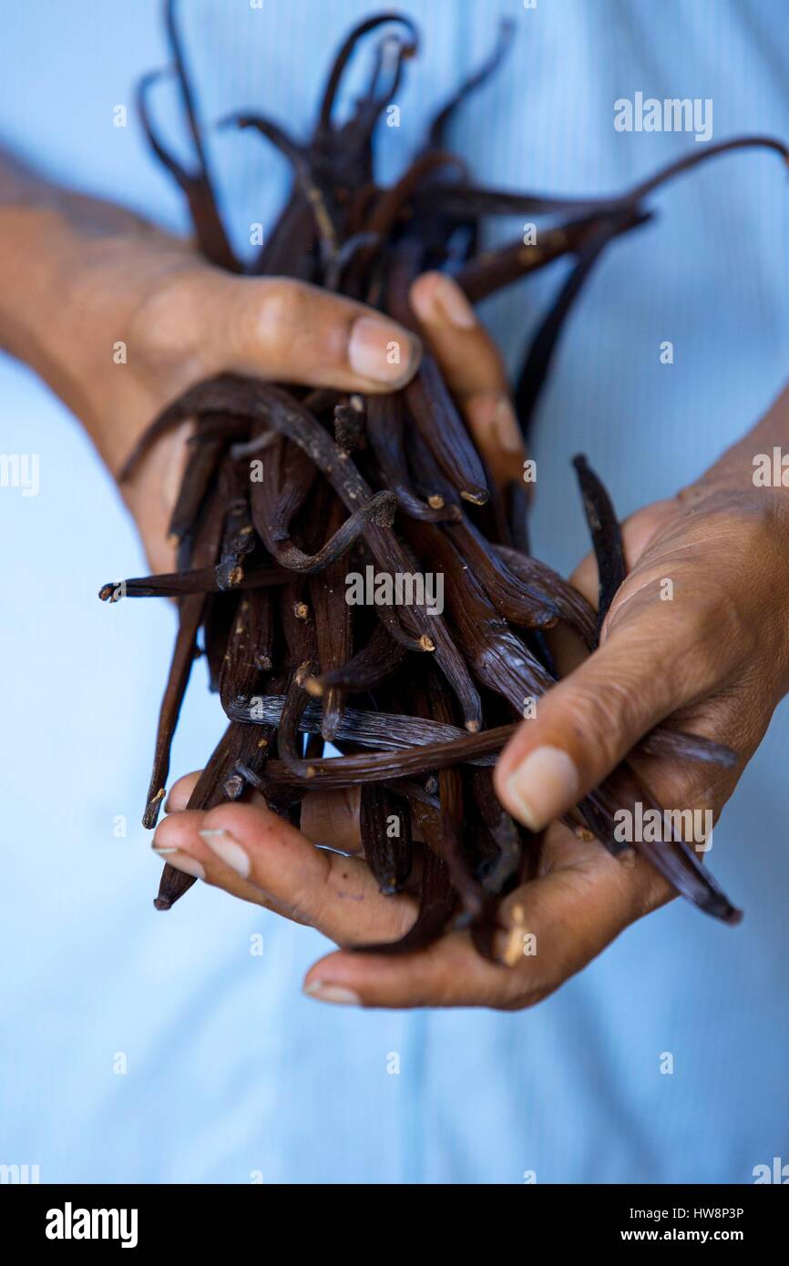 Sri Lanka, Central Province, Kandy district, Kandy, market, vanilla beans Stock Photo - Alamy