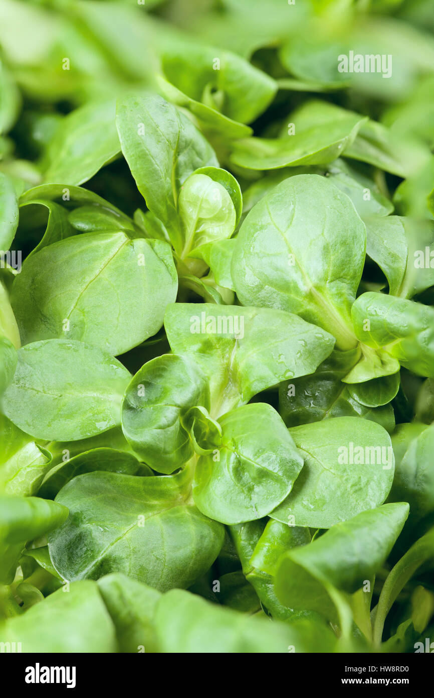 Lambs lettuce texture hi-res stock photography and images - Alamy
