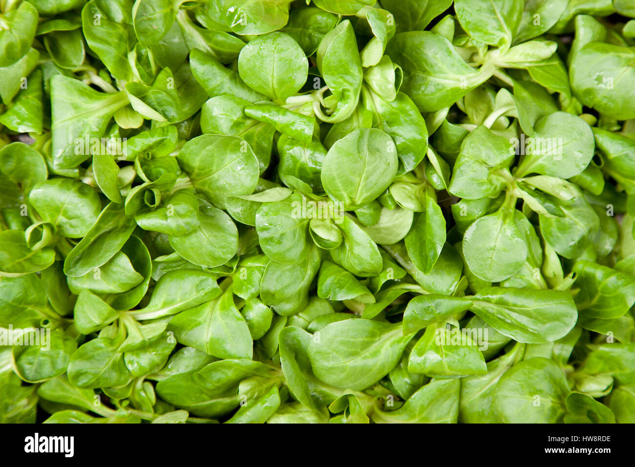 Lamb's lettuce background or green leaves texture Stock Photo - Alamy