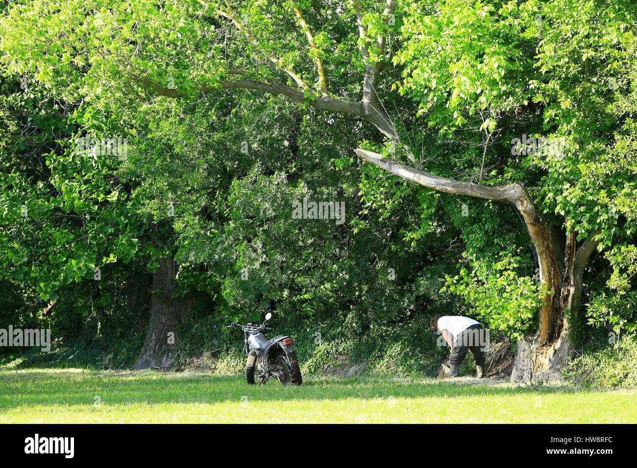 Hay bel hi-res stock photography and images - Alamy