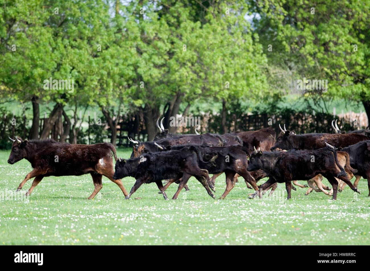France, Camargue cattle, Camargue cows Stock Photo - Alamy