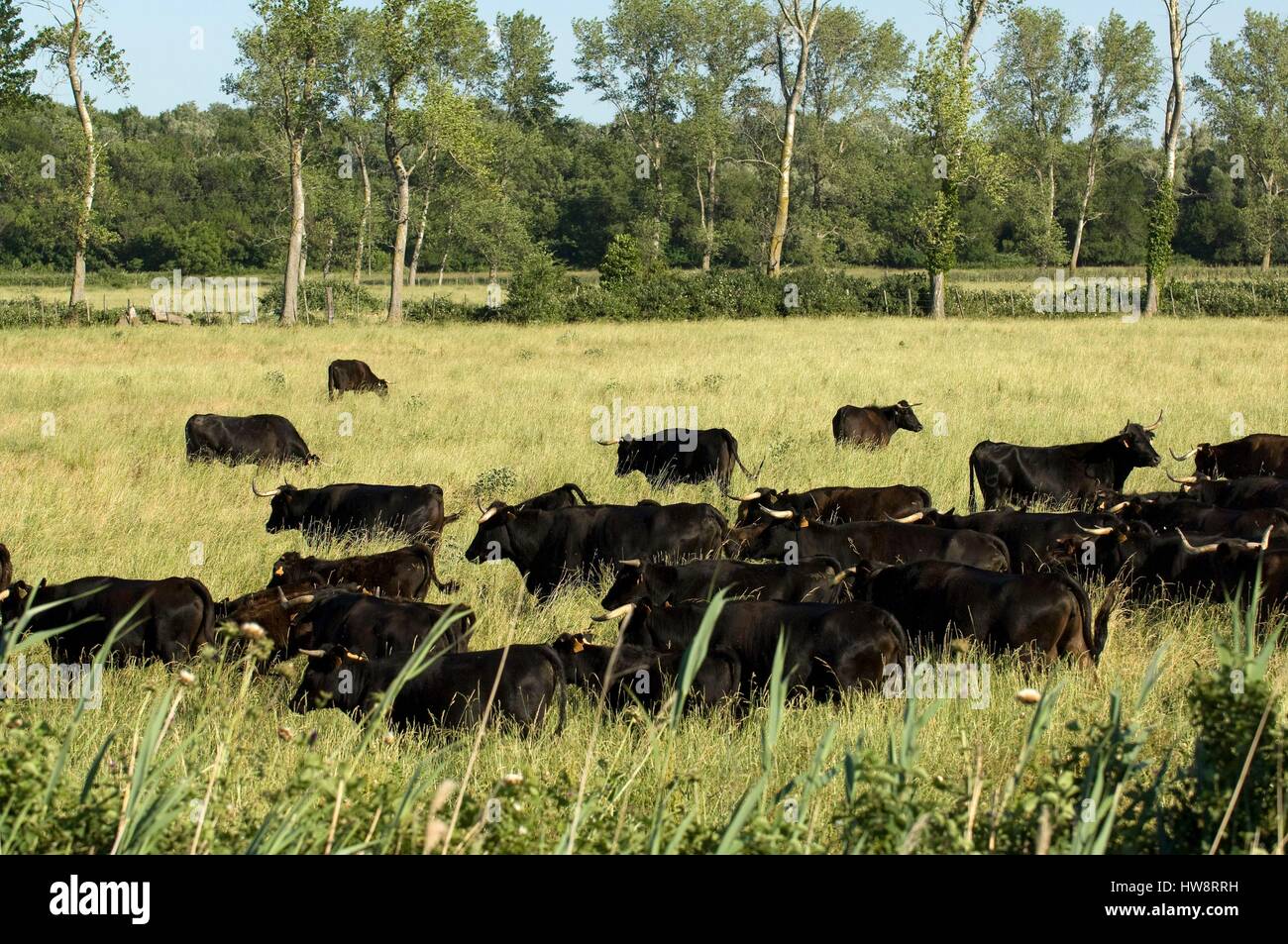 France, Cow Camargue, herd Stock Photo - Alamy