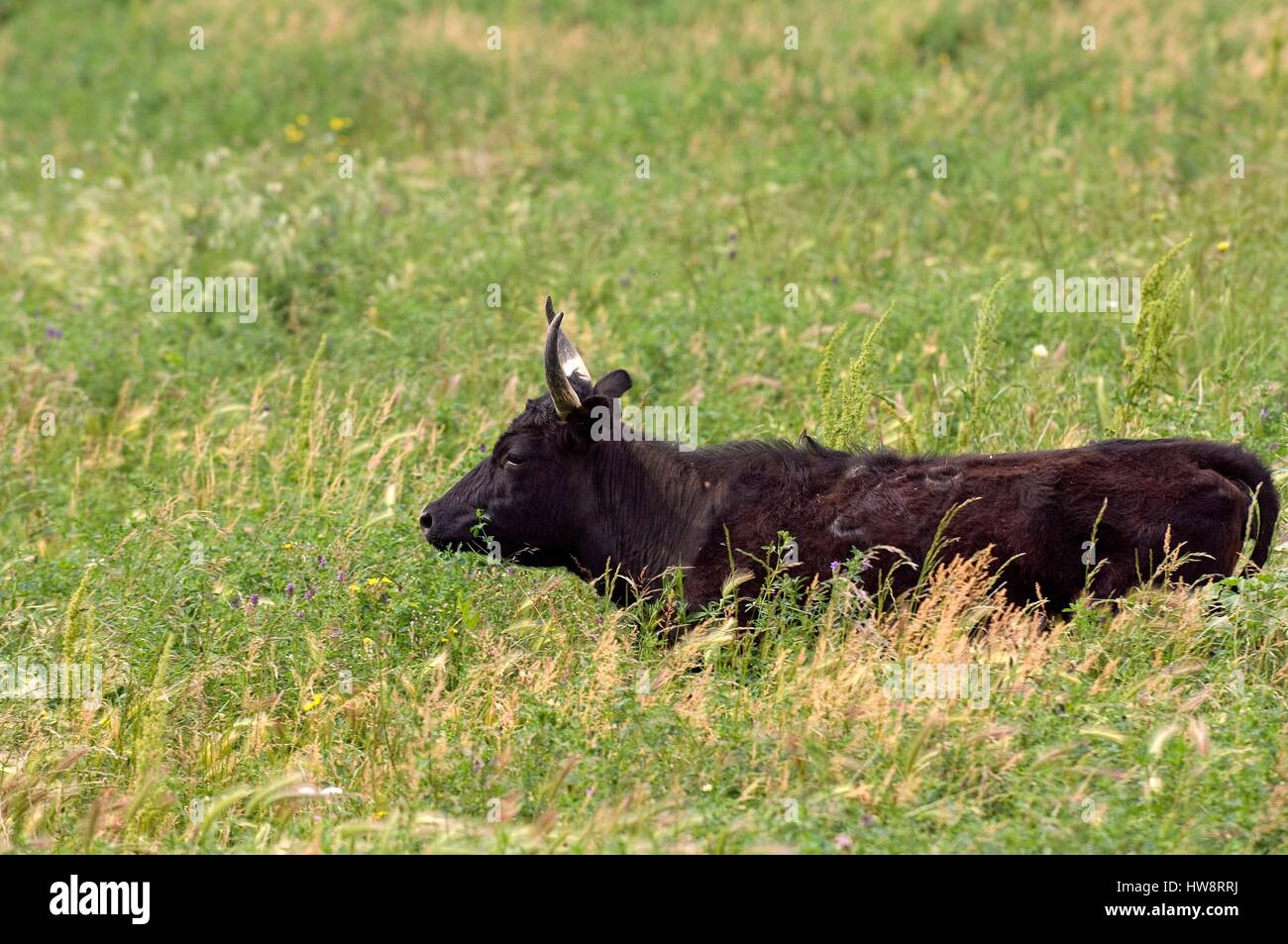 Camargue Cows High Resolution Stock Photography and Images - Alamy