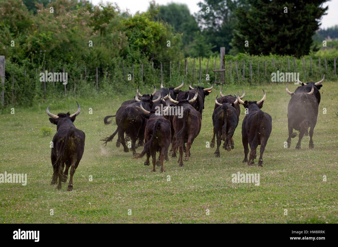 France, Camargue cattle, Camargue bulls Stock Photo - Alamy