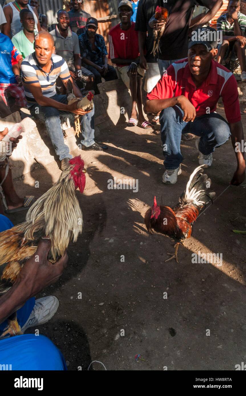 Haïti, Arcadins coast, area of Montrouis, traditional coqfight Stock ...