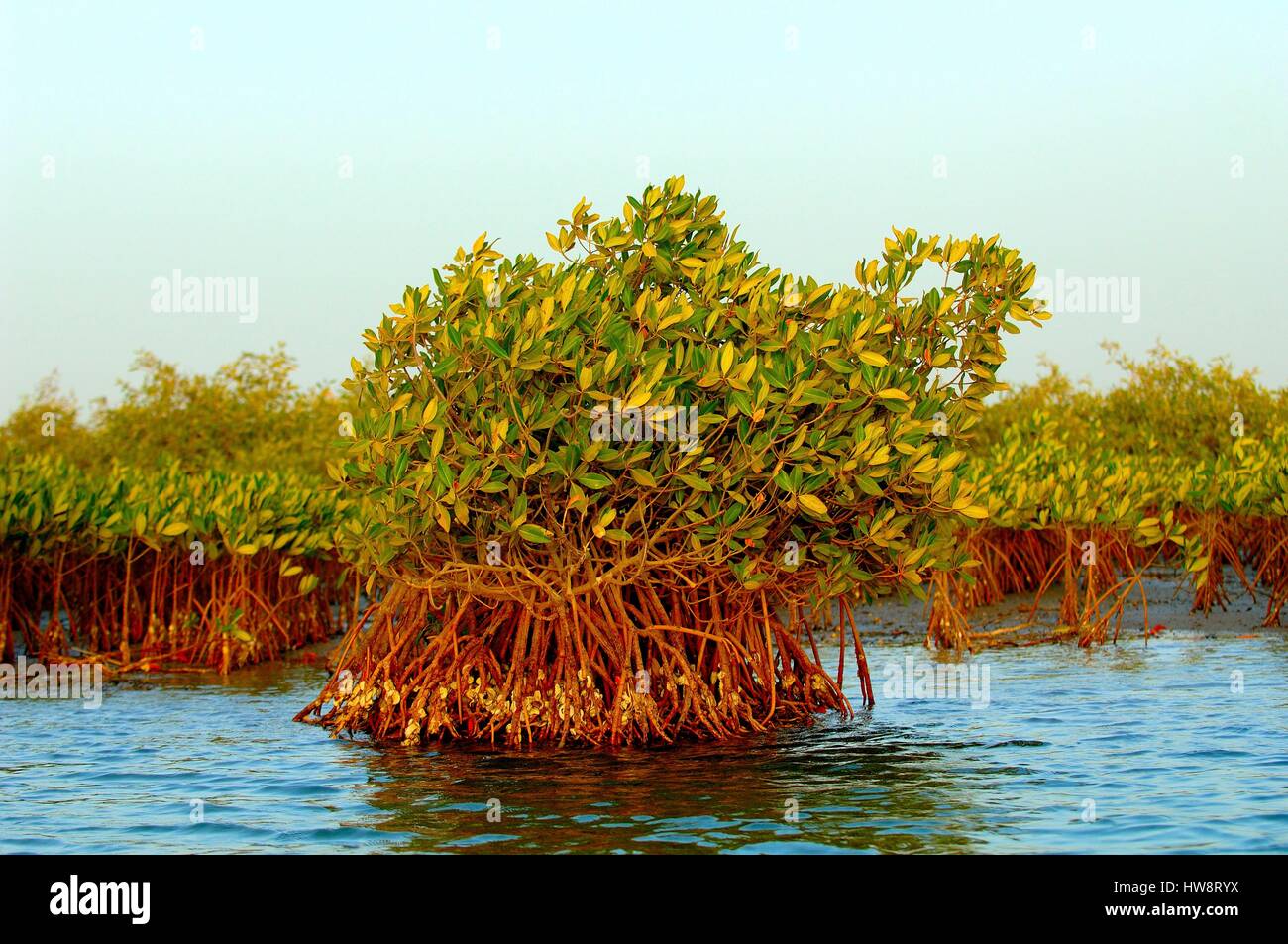Senegal saloum river delta mangrove hi-res stock photography and images ...