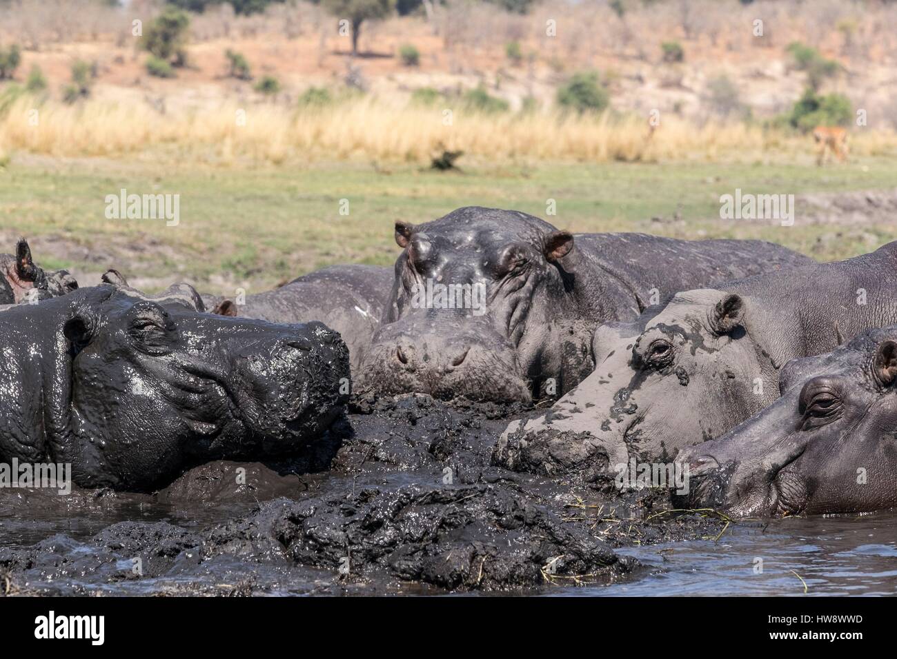 Botswana, Chobe national park, hippopotamus (Hippopotamus amphibius ...