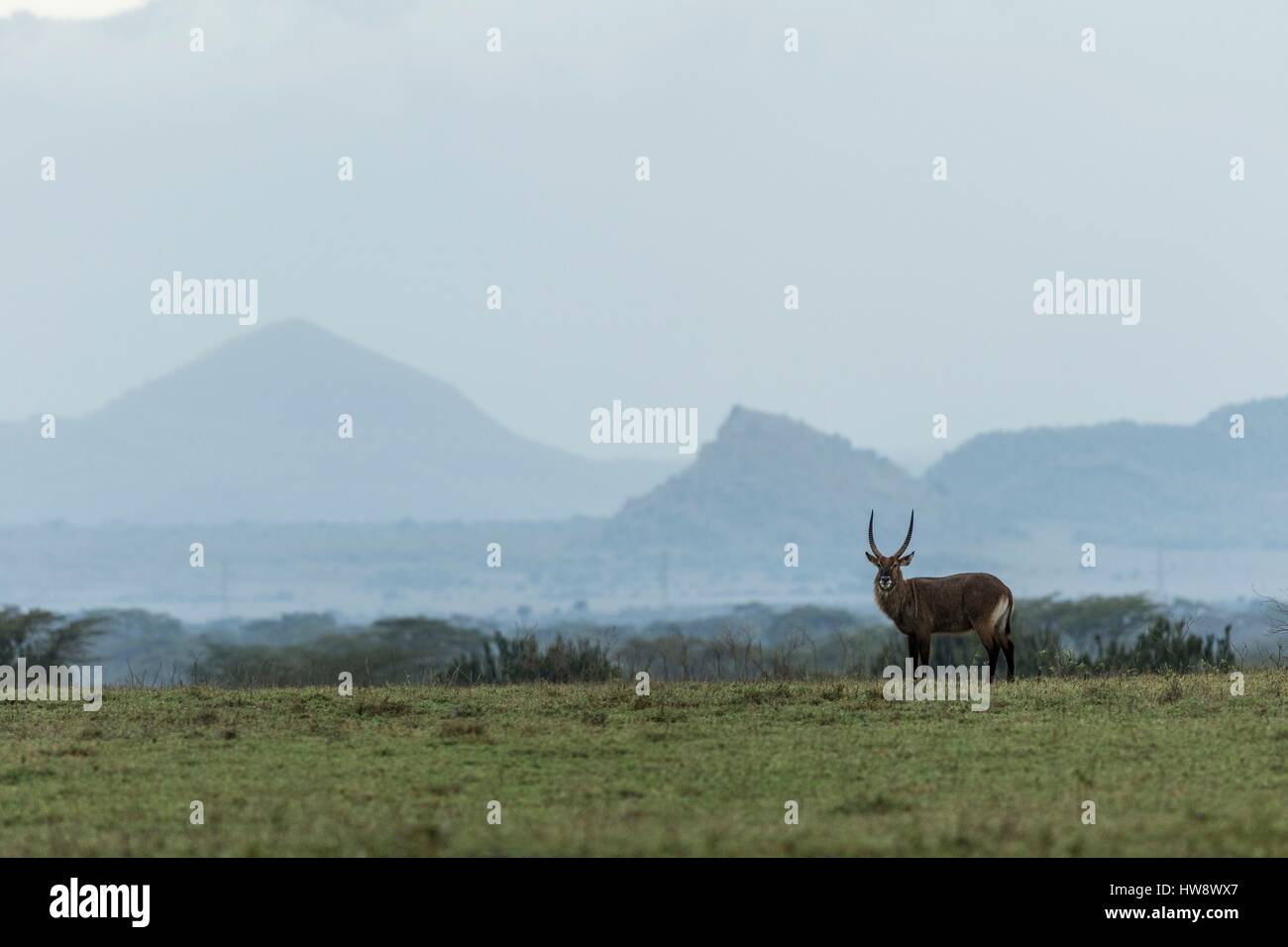 Kenya, Soysambu game reserve, waterbuck (Kobus ellipsiprymnus), male ...