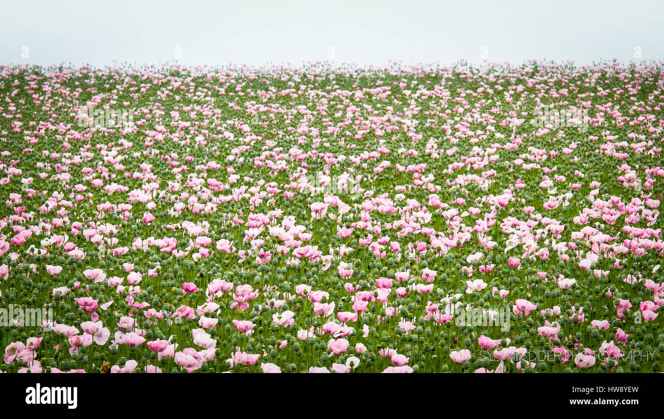 Large field of pretty pink flowers blooming in the spring sunshine in a ...