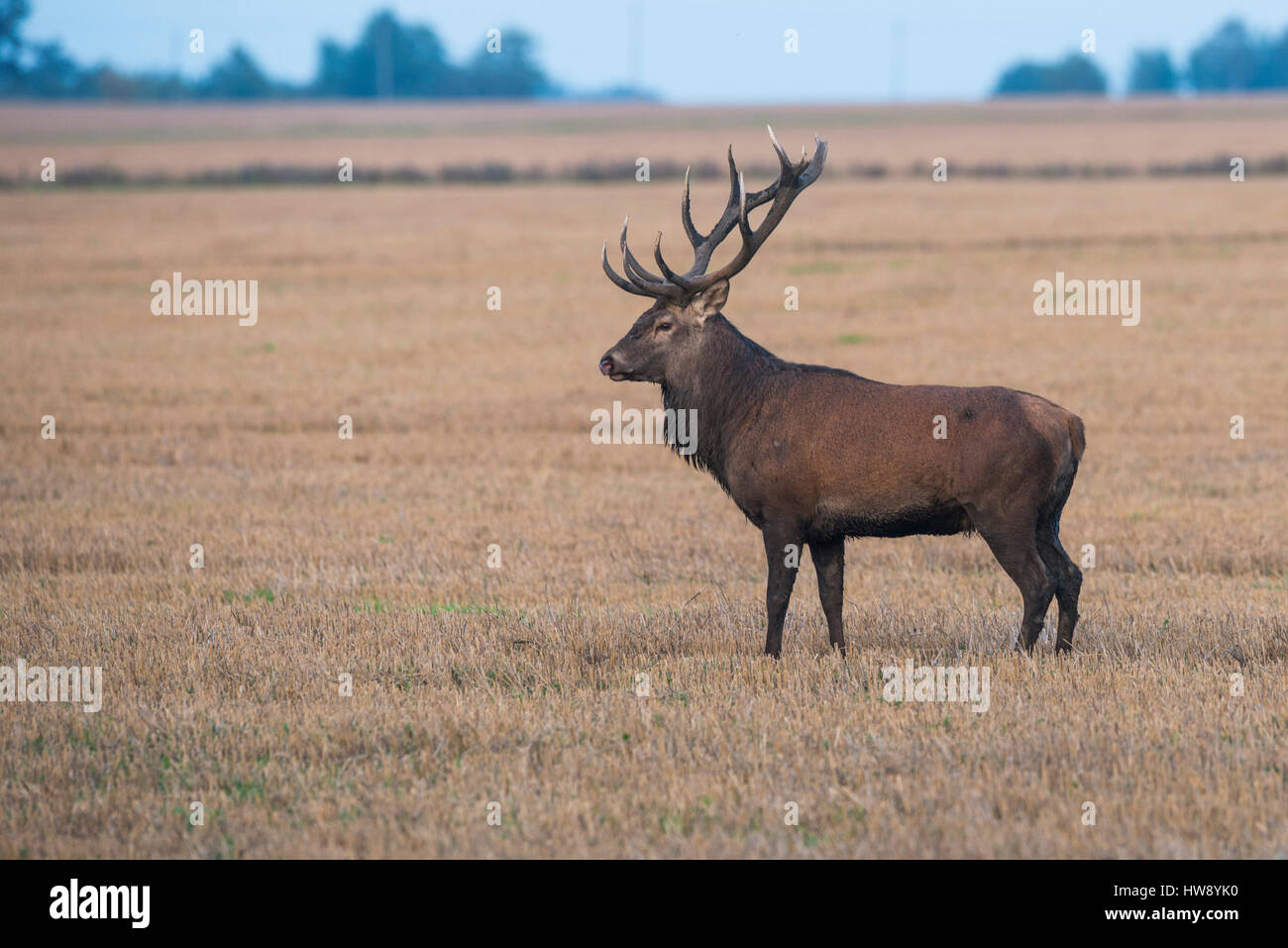 Red deer ( Cervus elaphus) during mating-season in autumn Stock Photo ...