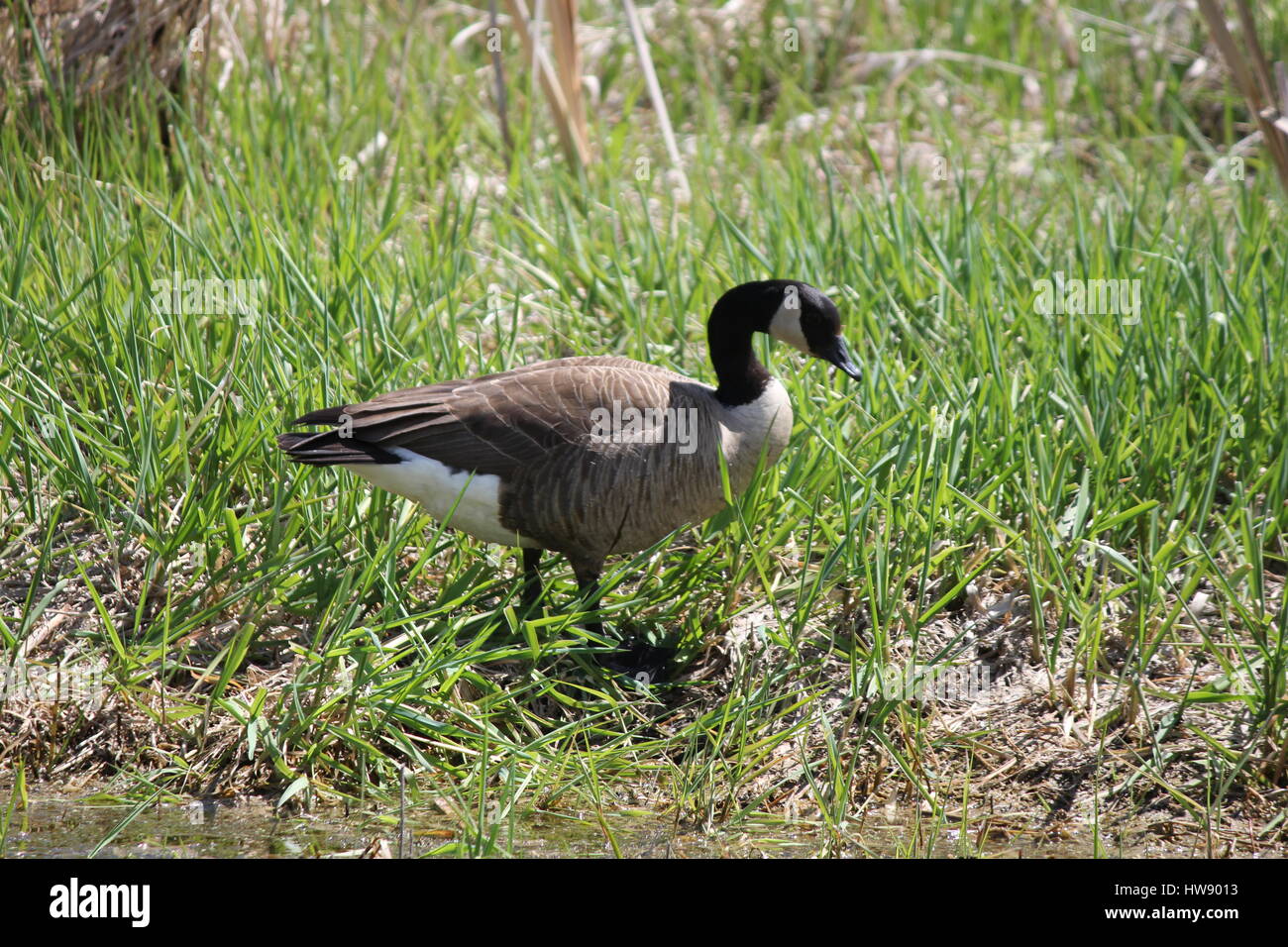 Deep grass hi-res stock photography and images - Alamy
