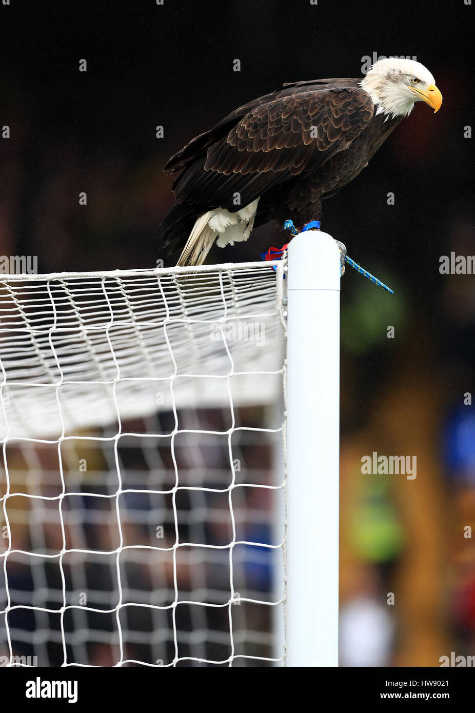 The Crystal Palace eagle mascot Kayla during the Premier League match ...