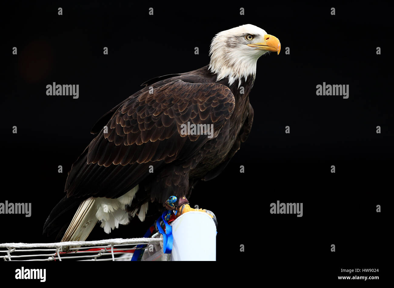 The Crystal Palace eagle mascot Kayla during the Premier League match ...