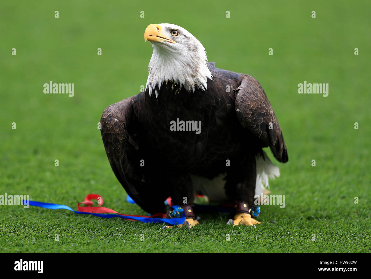 The Crystal Palace eagle mascot Kayla during the Premier League match ...