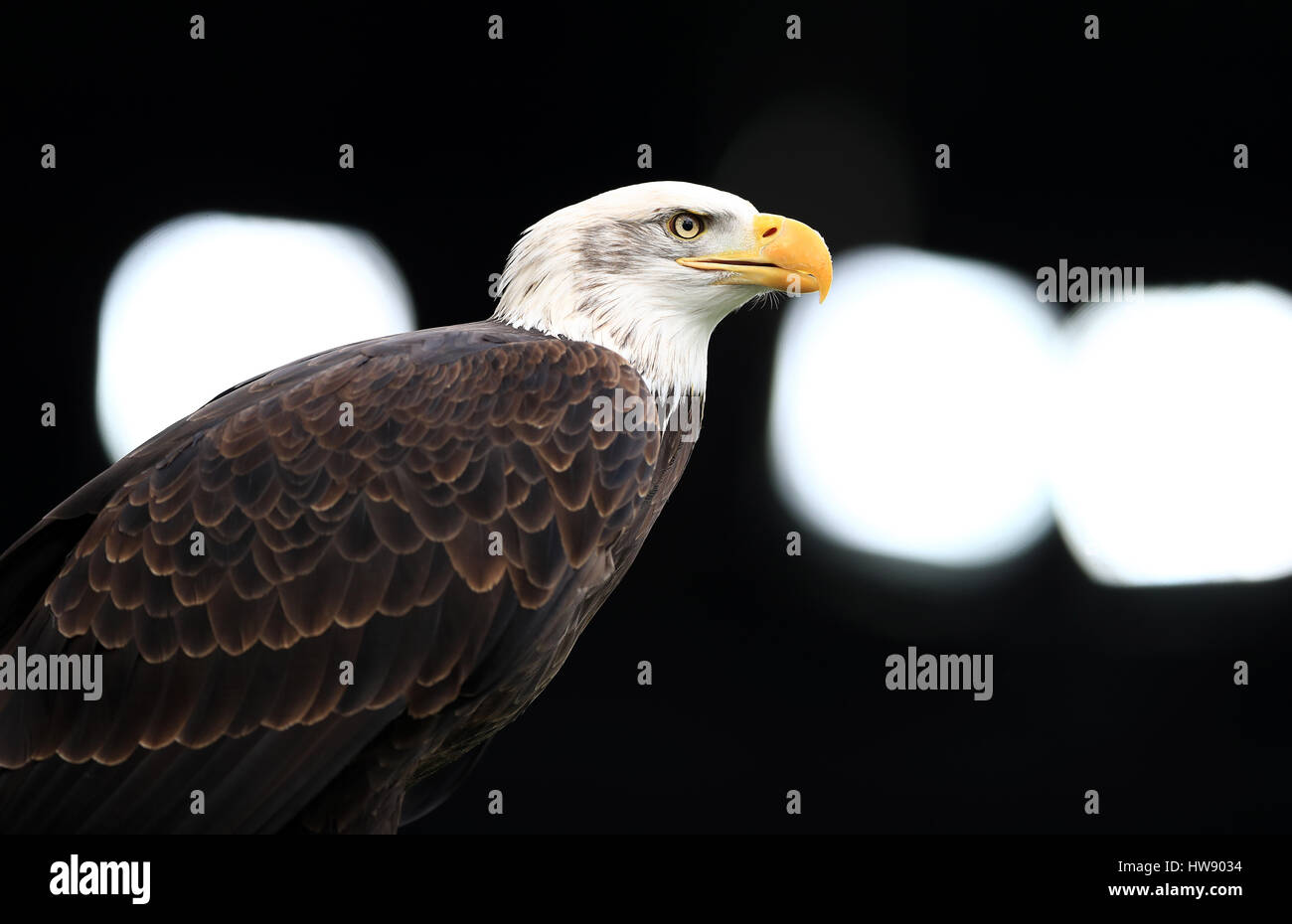 The Crystal Palace eagle mascot Kayla during the Premier League match ...