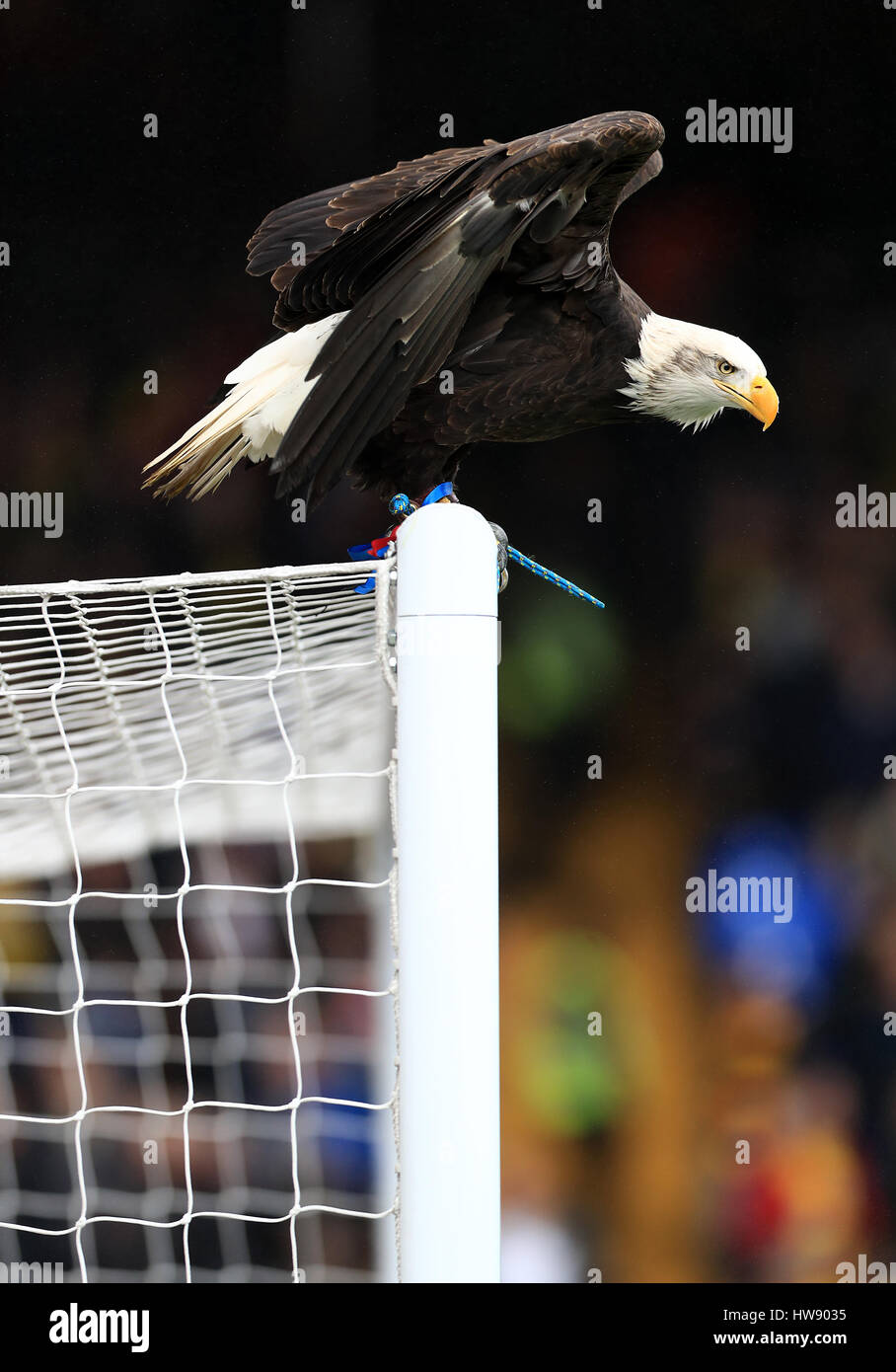 The Crystal Palace eagle mascot Kayla during the Premier League match ...