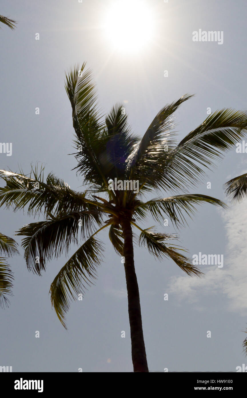 Palm tree isolate in a blue sky in Mombasa, Kenya Stock Photo - Alamy