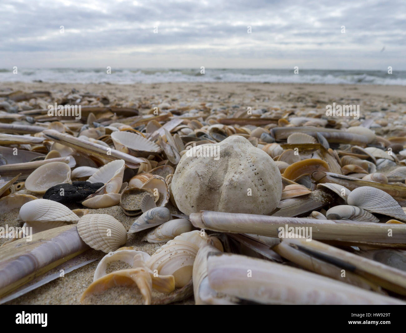 shells on the beach in the Netherlands Stock Photo - Alamy