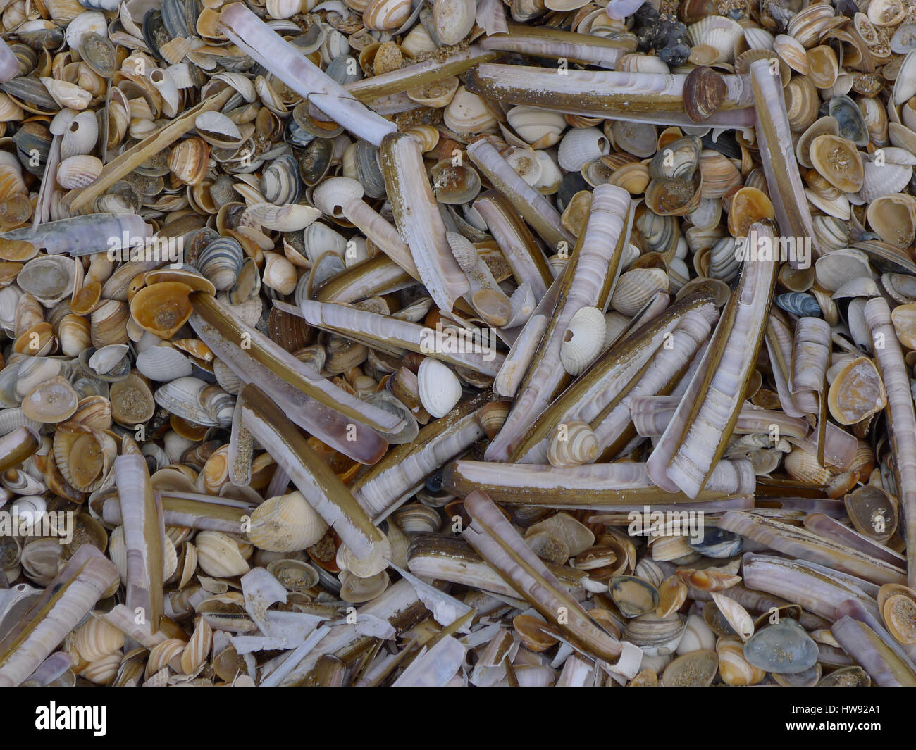 shells on the beach in the Netherlands Stock Photo - Alamy