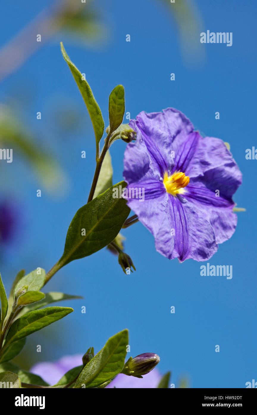 Solano, blue flower in a blue sky La Palma Stock Photo - Alamy