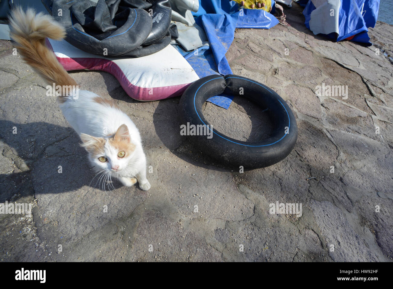 Greek cat in the harbor of Skala Sykamia Lesvos Greece Stock Photo - Alamy